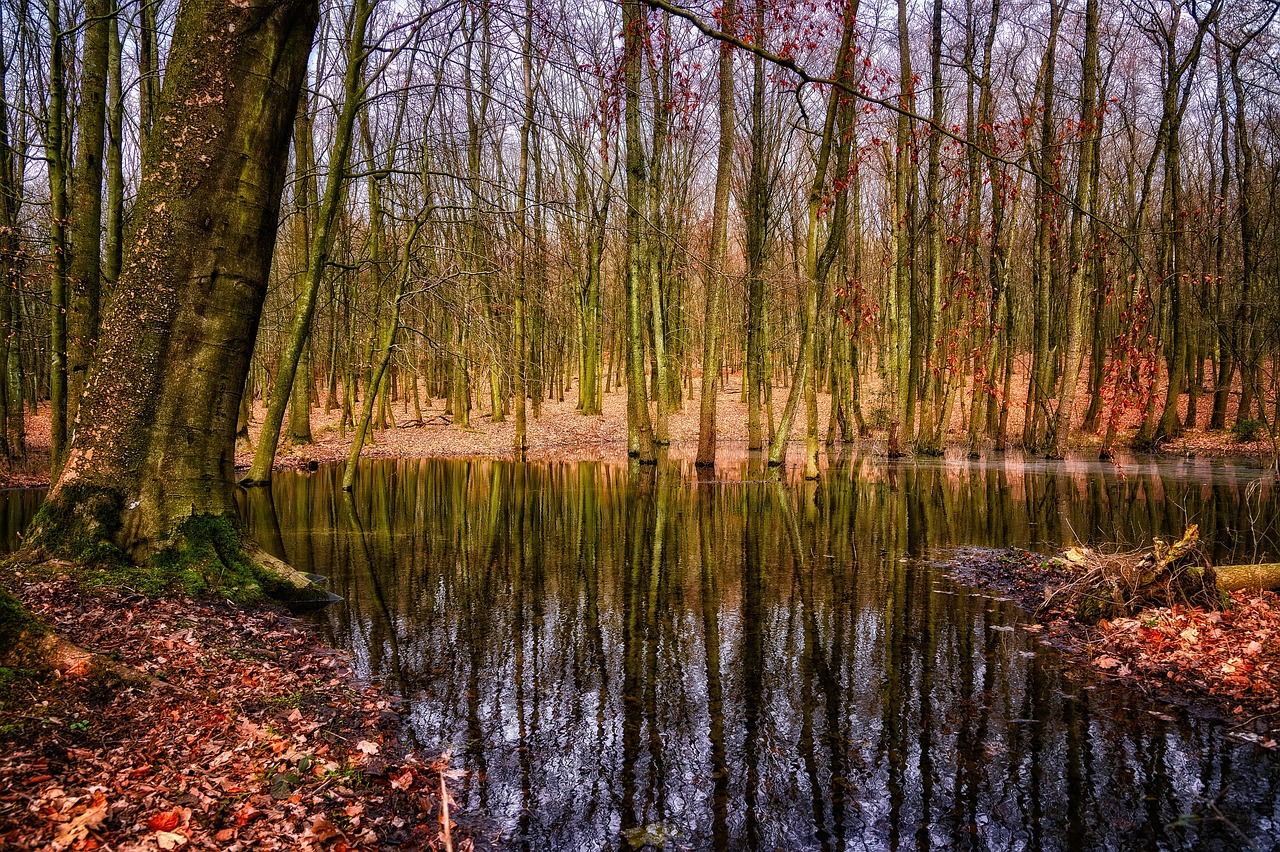 The Largest Blackwater Swamp - Water Lovers